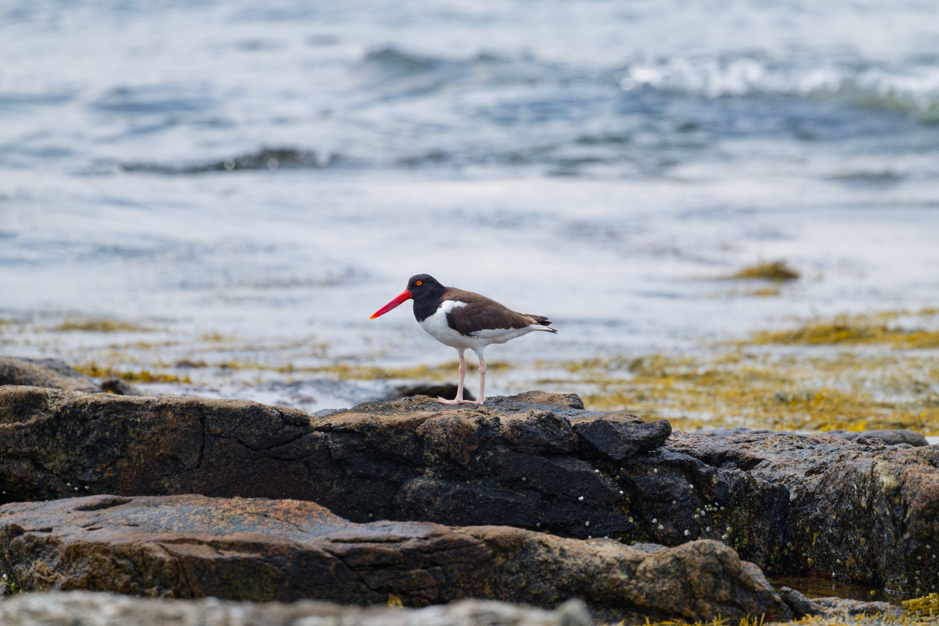 Bird Highlights to Watch for in June - NH Audubon