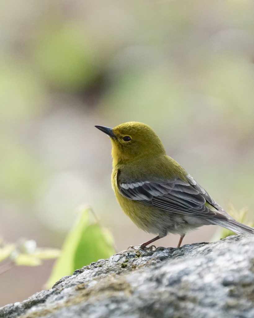 What to Watch for in April - NH Audubon