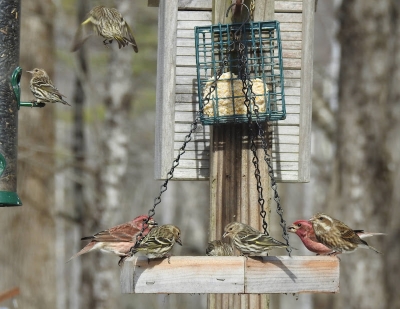 Learn More About the Backyard Winter Bird Survey! - NH Audubon