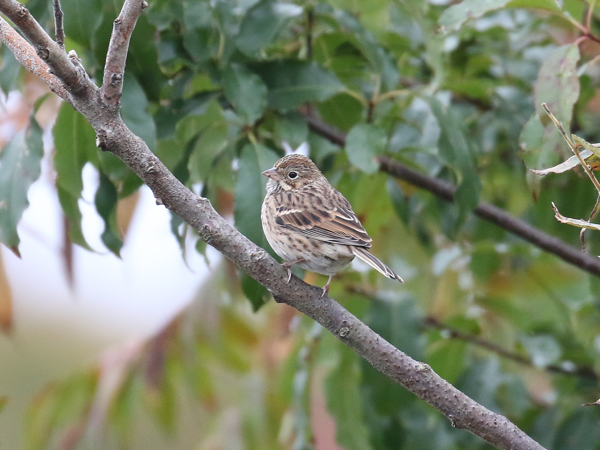 Bird Highlights to Watch for in October - NH Audubon