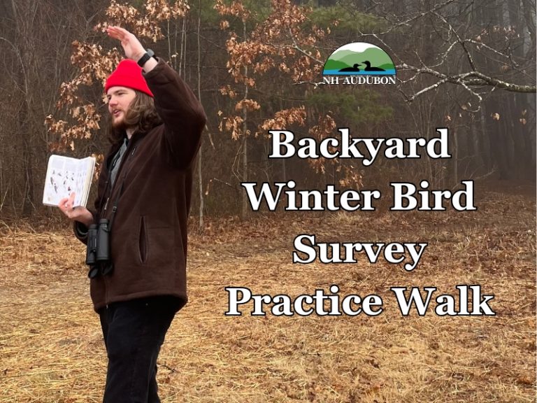 Backyard Winter Bird Survey Practice Walk - NH Audubon