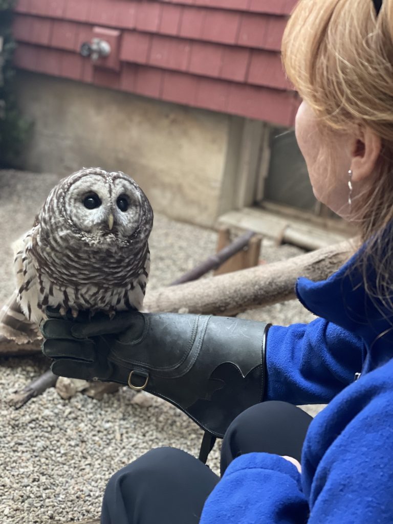 Bonding with NH Audubon's Barred Owl Animal Ambassador - NH Audubon