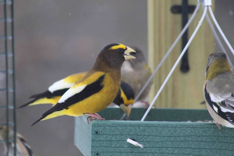 Join the 39th Annual Backyard Winter Bird Survey - NH Audubon