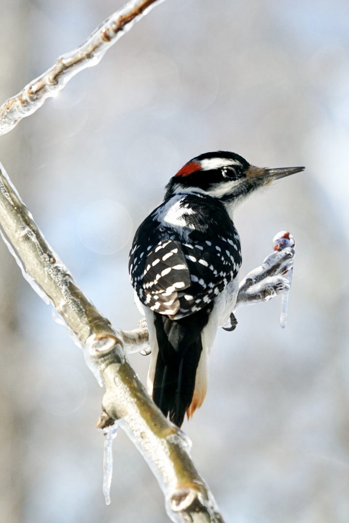 Bird Lovers, Mark Your Calendars! - NH Audubon