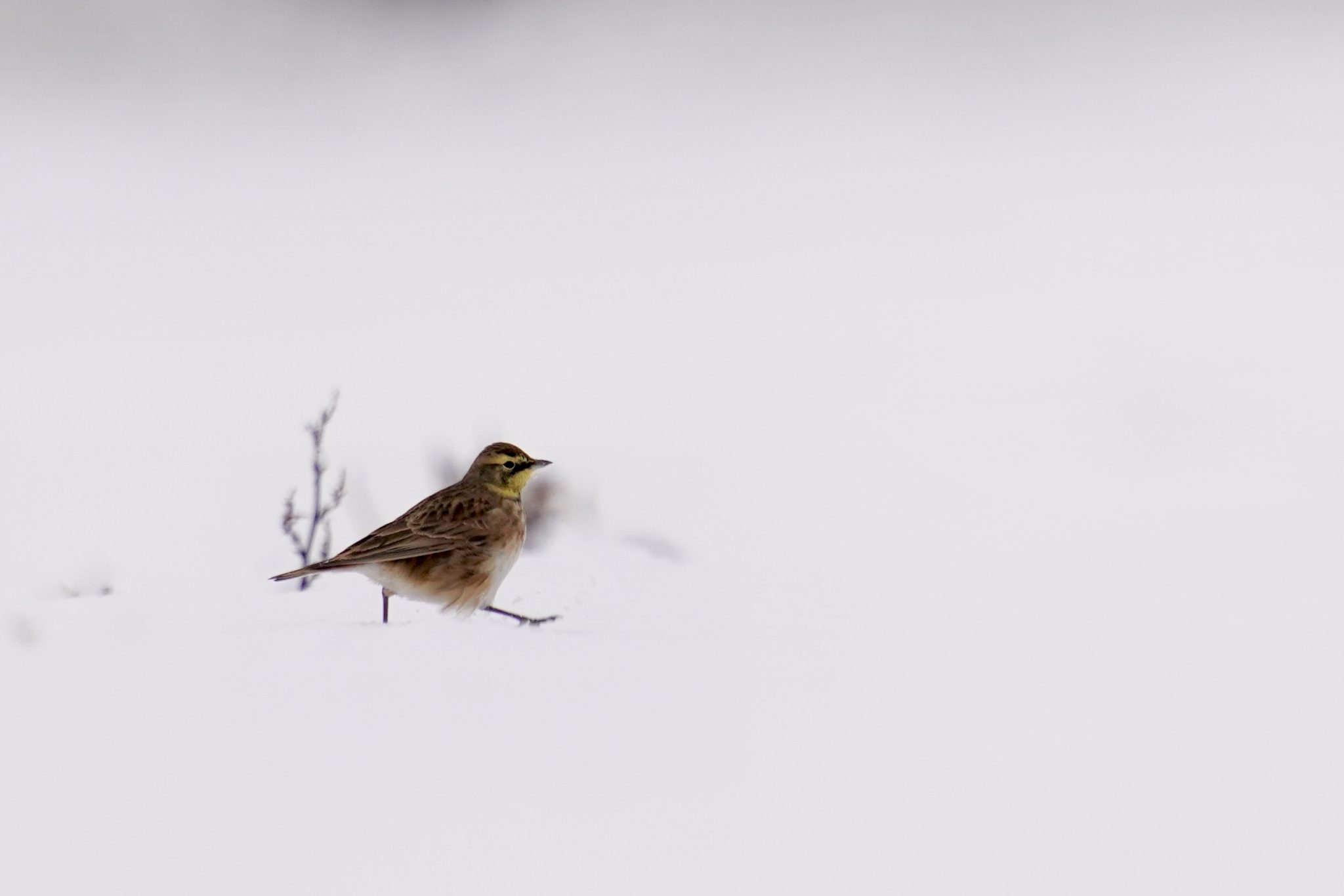 Season's Greetings - NH Audubon