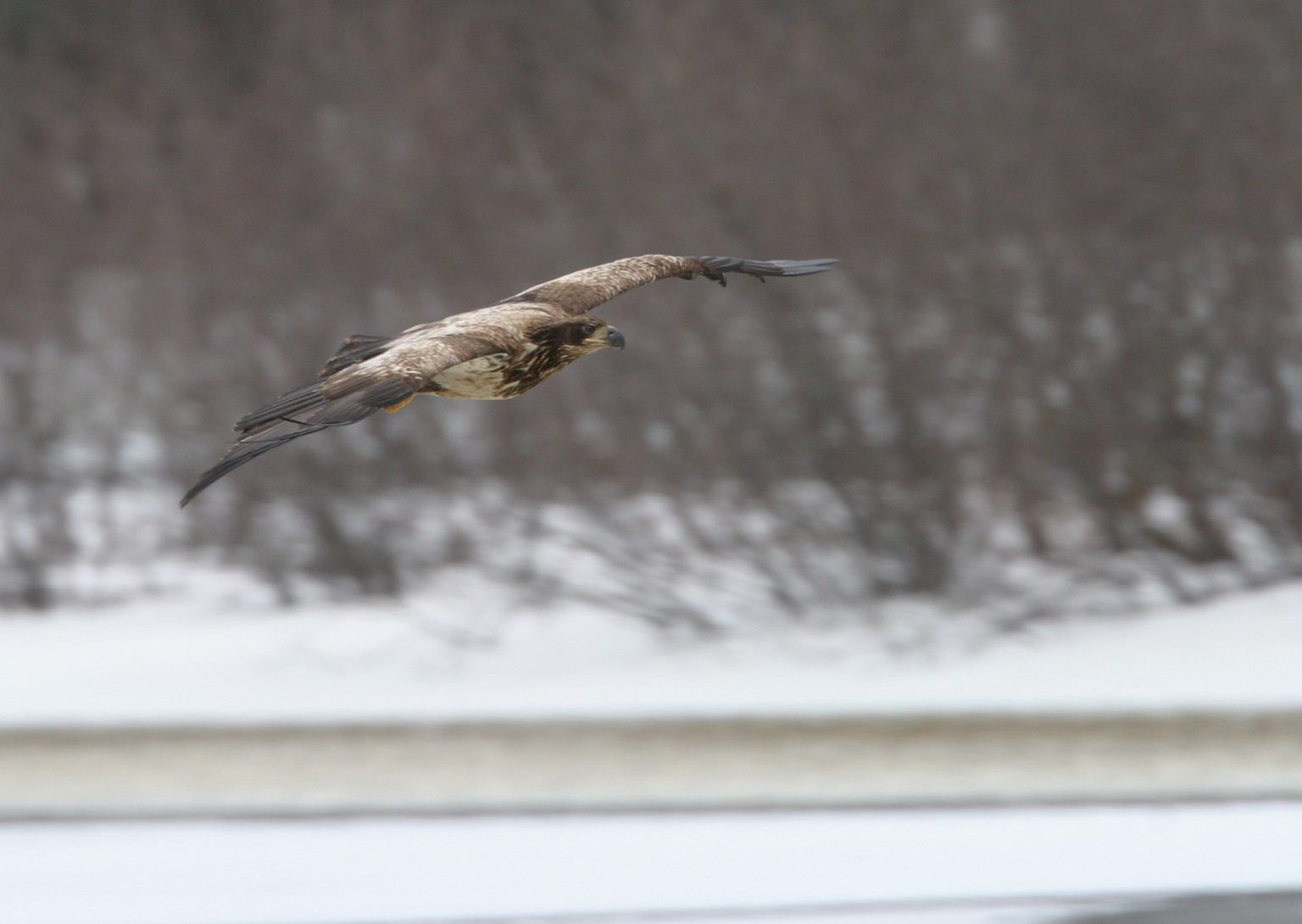 Homepage - NH Audubon