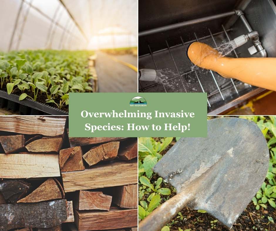 Overwhelming Invasive Species: How to Help! - NH Audubon