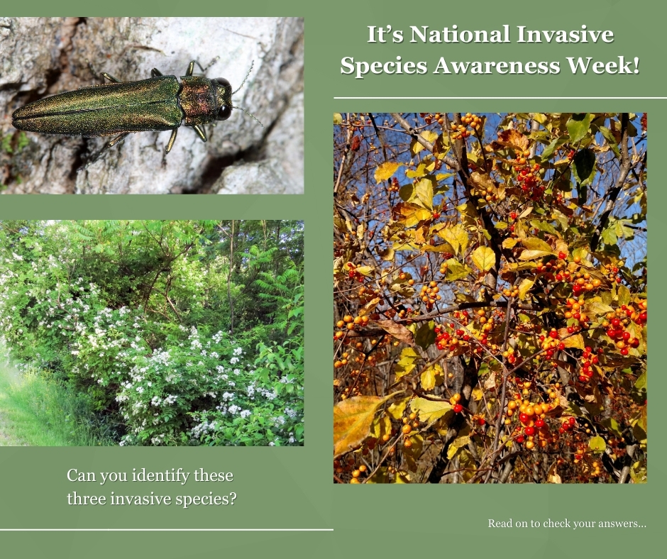 Homepage - NH Audubon