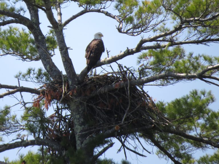 New Hampshire Bald Eagle Monitoring Using NestStory: A Training Webinar ...