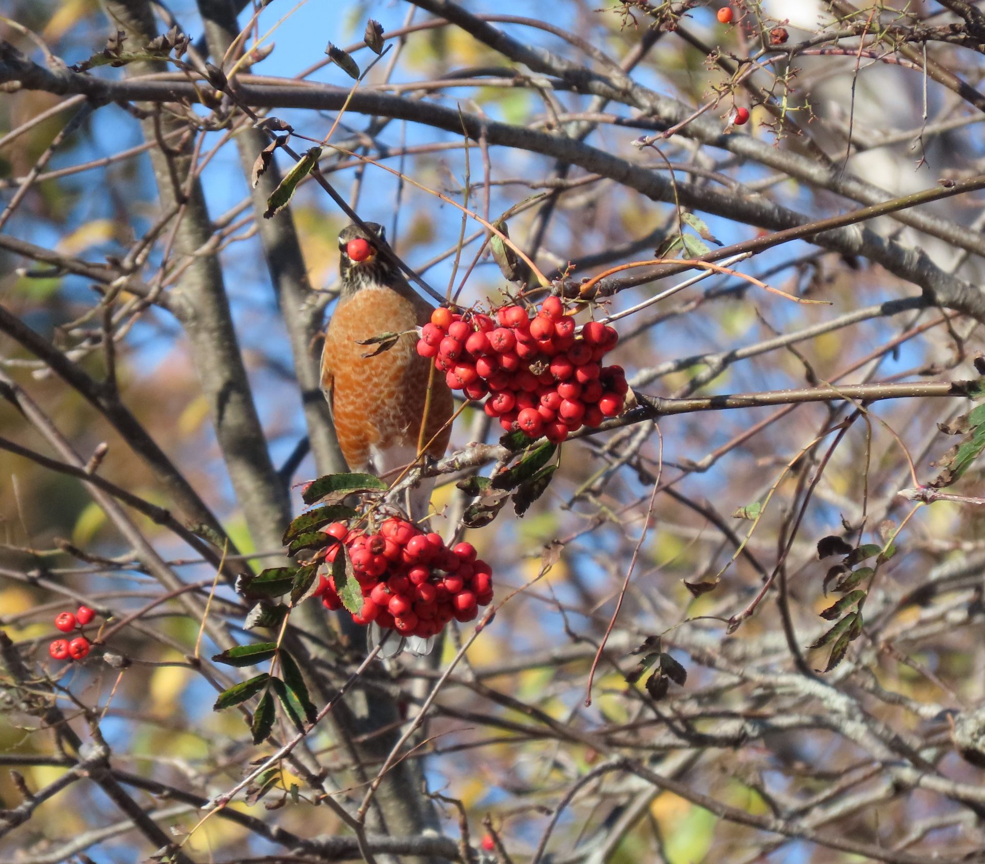 Plant Profiles: American Mountain Ash - NH Audubon