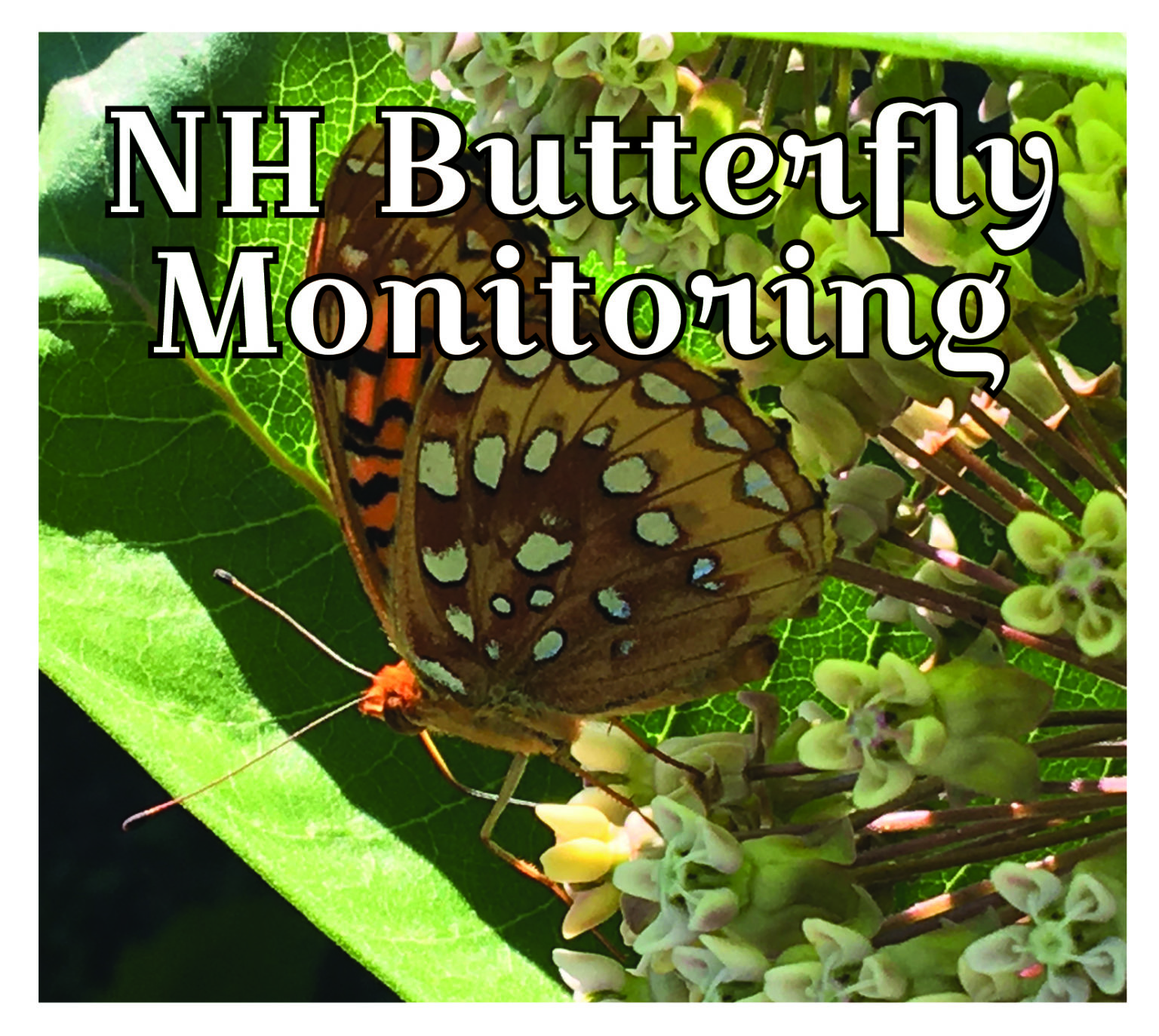 NH Butterfly Monitoring Trainings - Identification Basics - NH Audubon