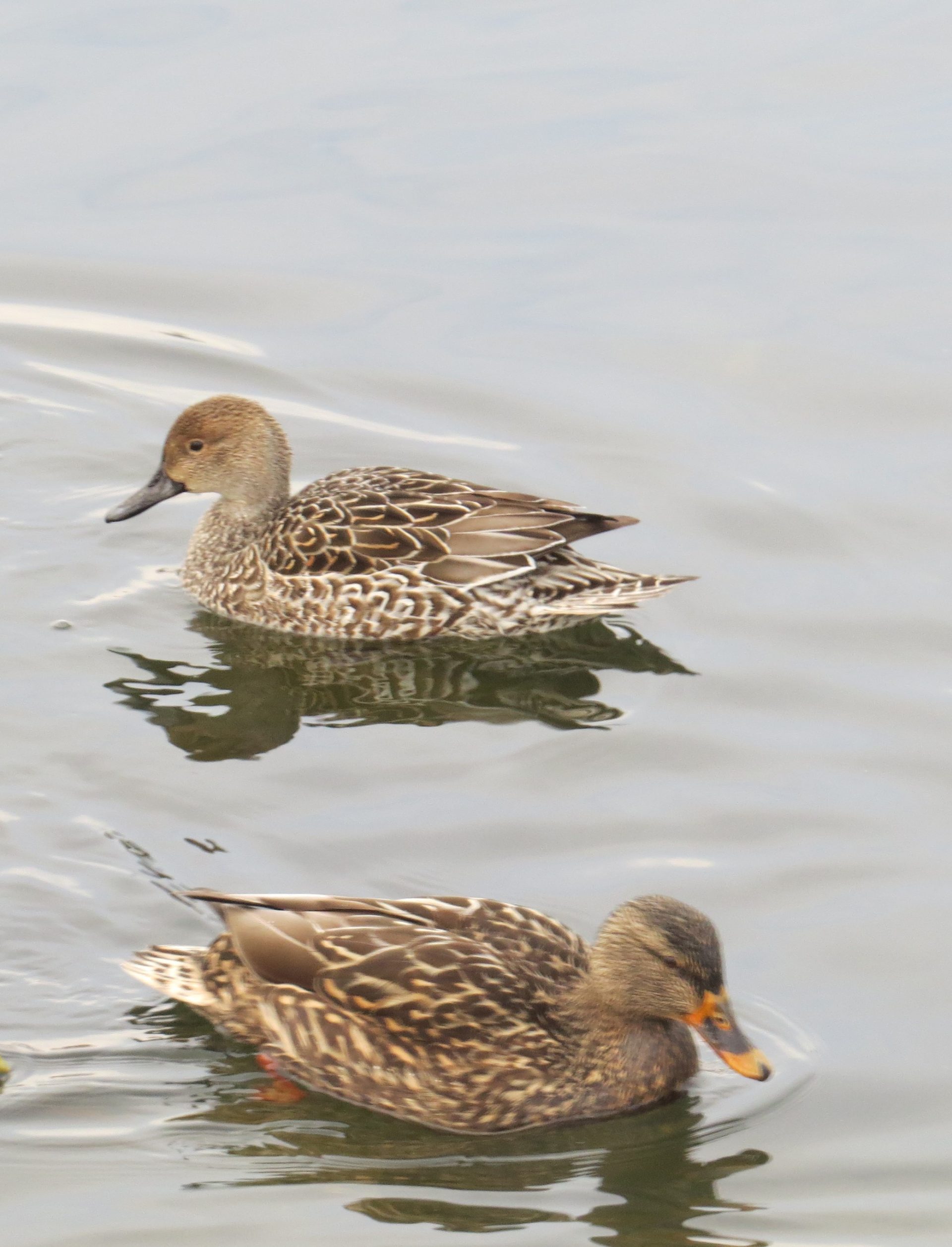 Bird of the Month: Northern Pintail - NH Audubon