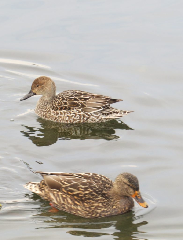 Bird of the Month: Northern Pintail - NH Audubon