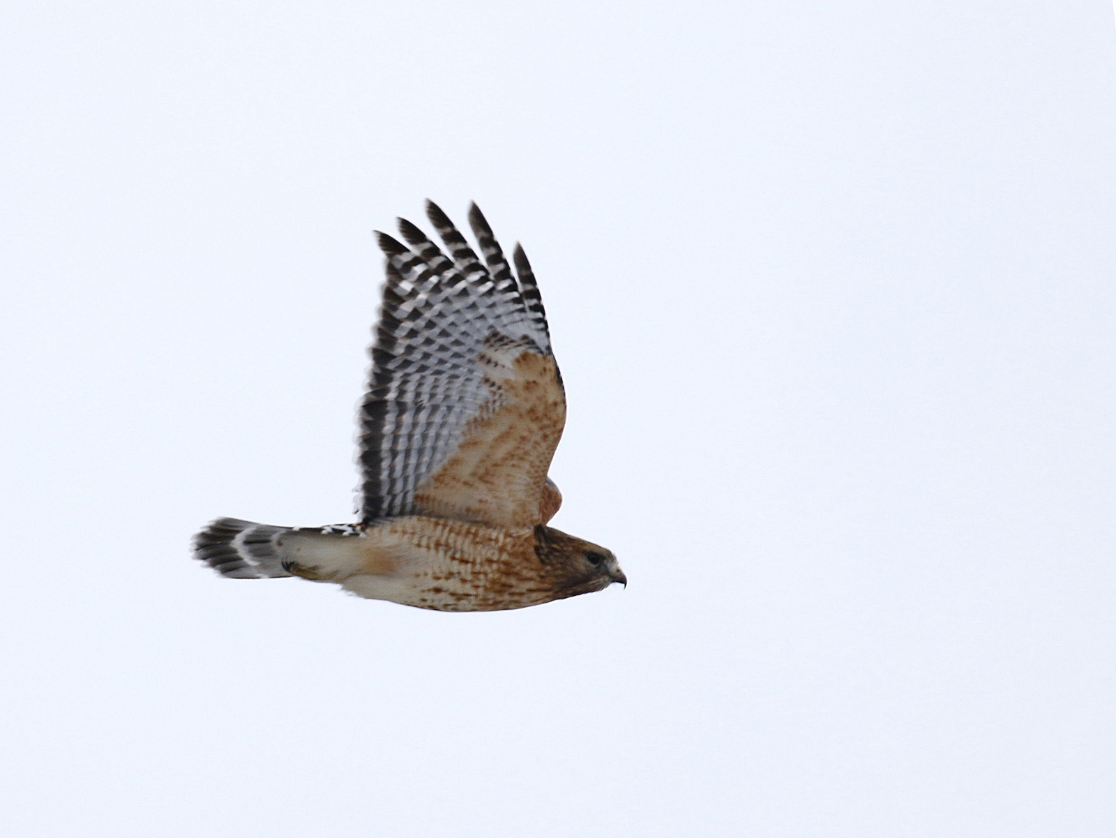 Homepage - NH Audubon