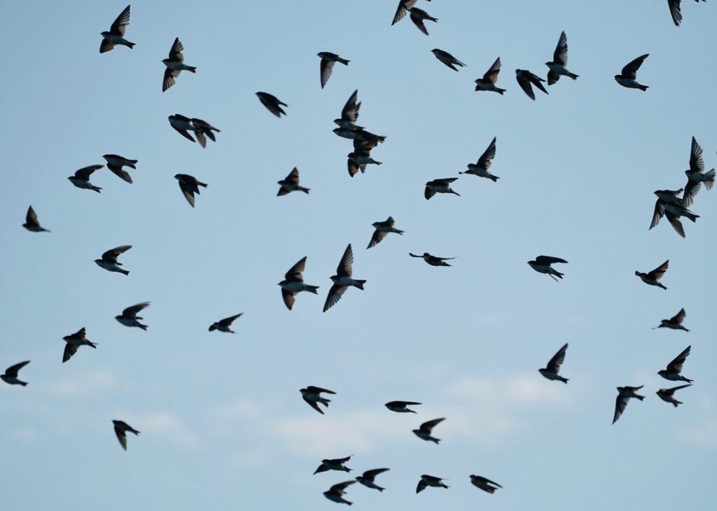 Bird Highlights to Watch for in August - NH Audubon