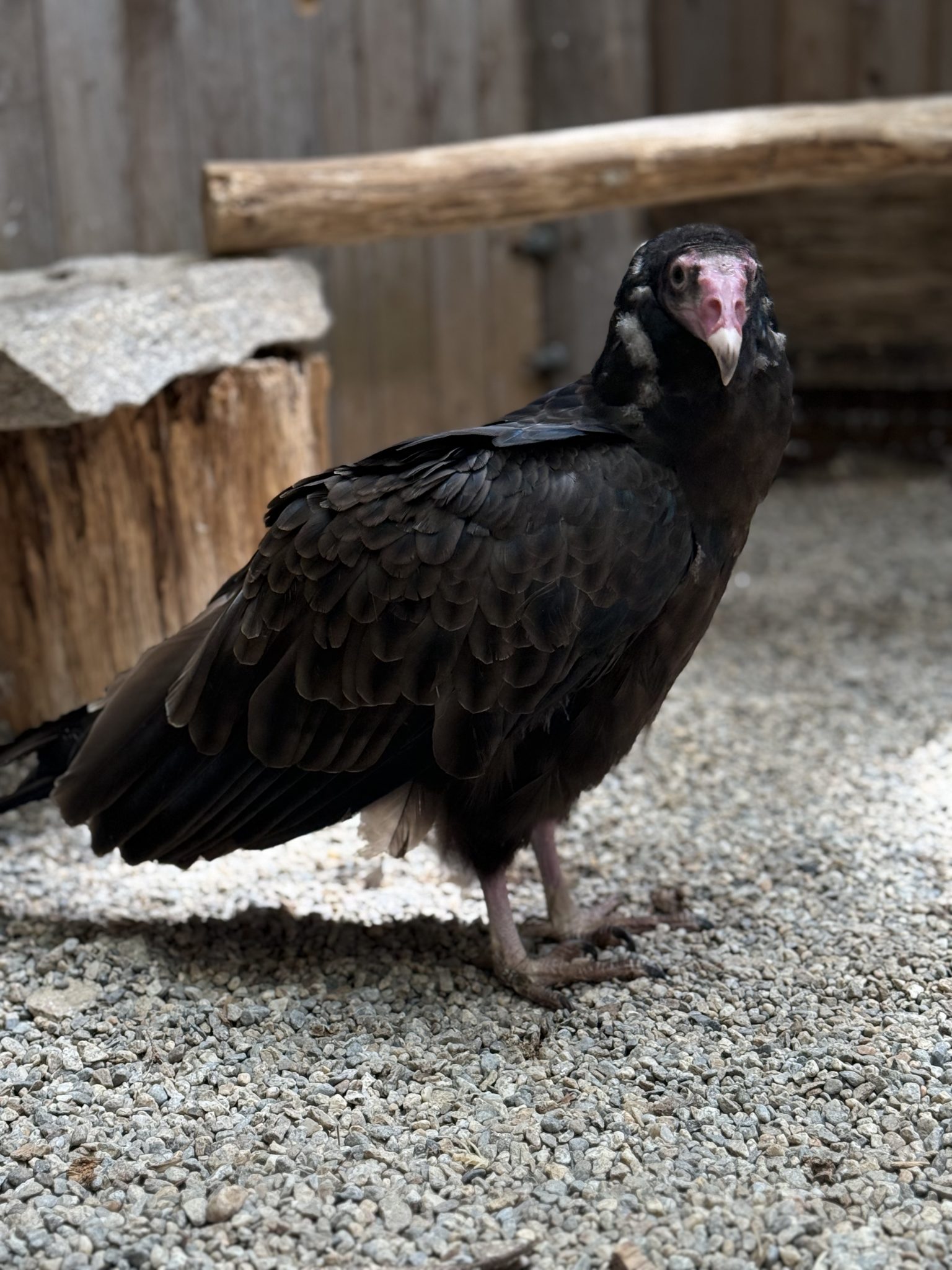 Timber Rattlesnake Awareness - NH Audubon
