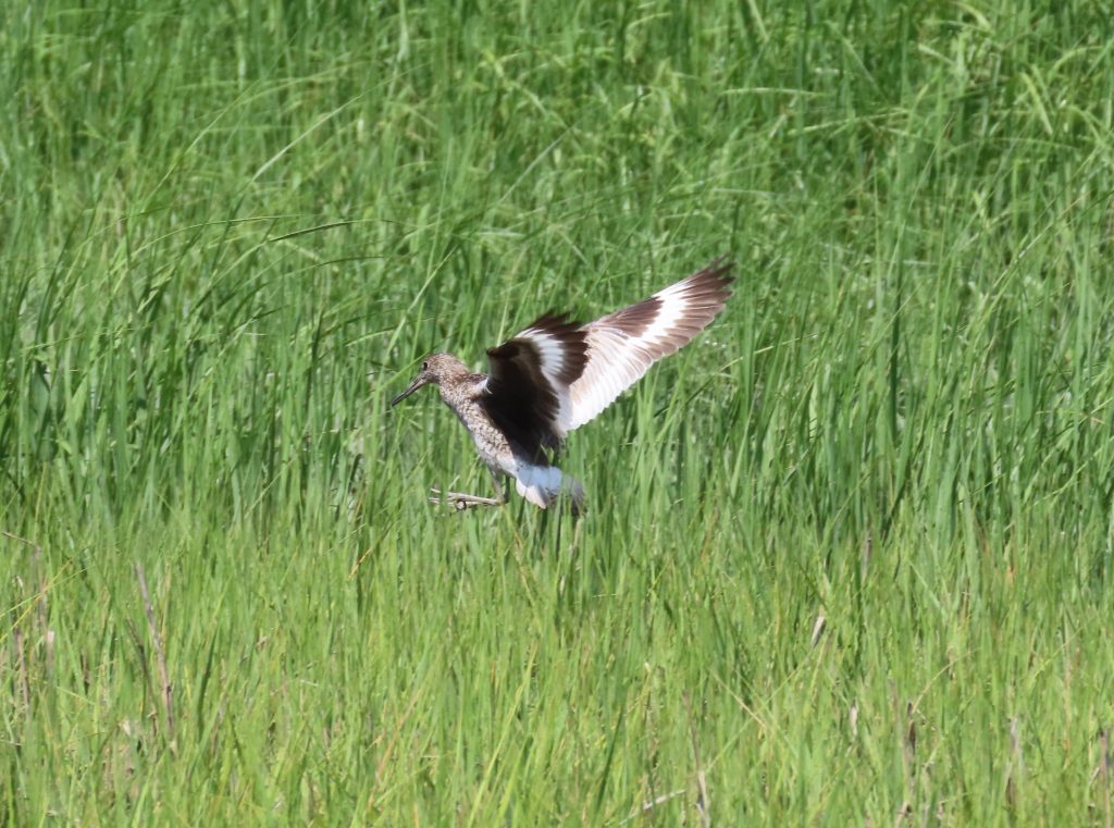 Bird of the Month: Willet - NH Audubon