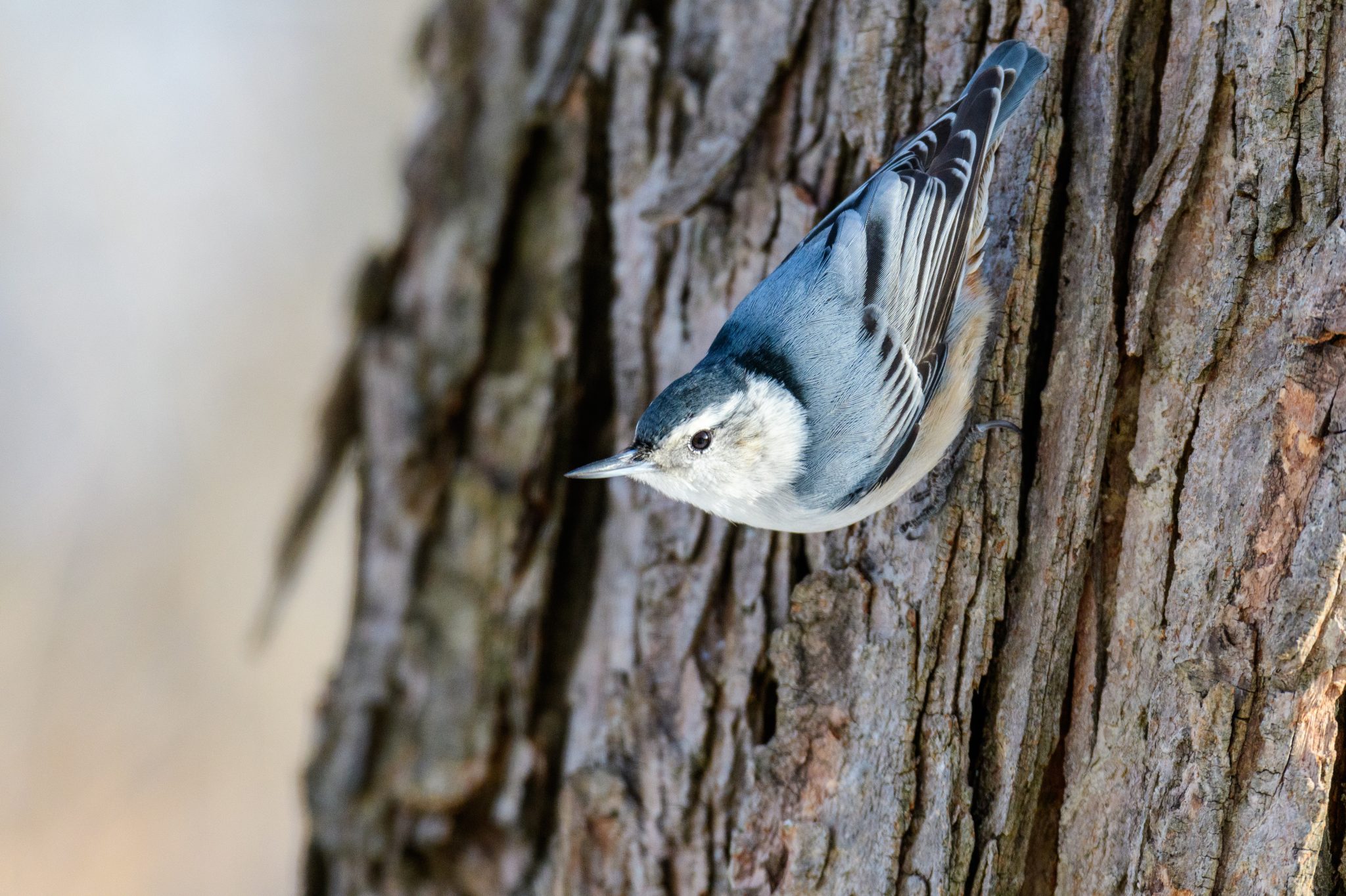 It’s Almost Time to Share Your Love of Birds! - NH Audubon