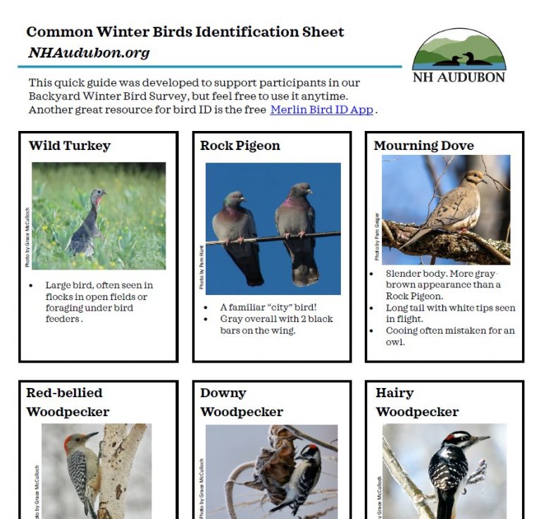 Backyard Winter Bird Survey - NH Audubon