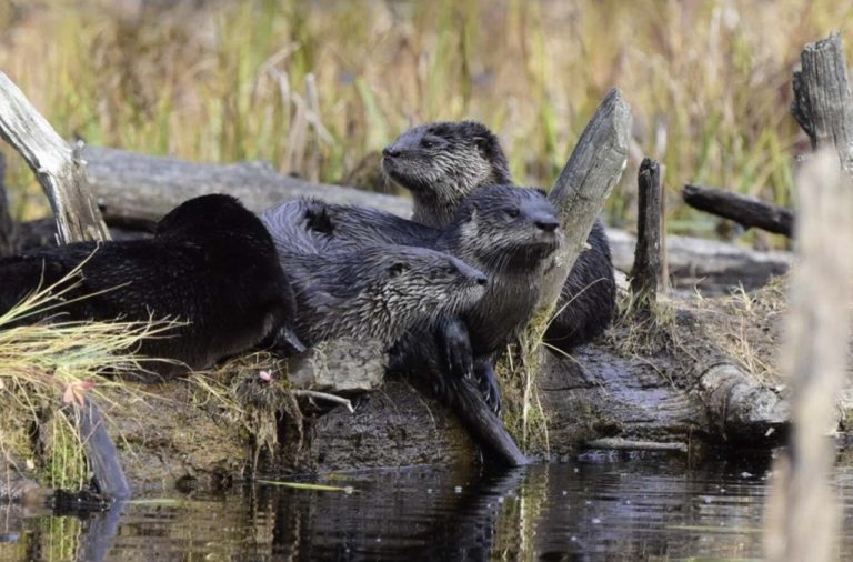 Timber Rattlesnake Awareness - NH Audubon