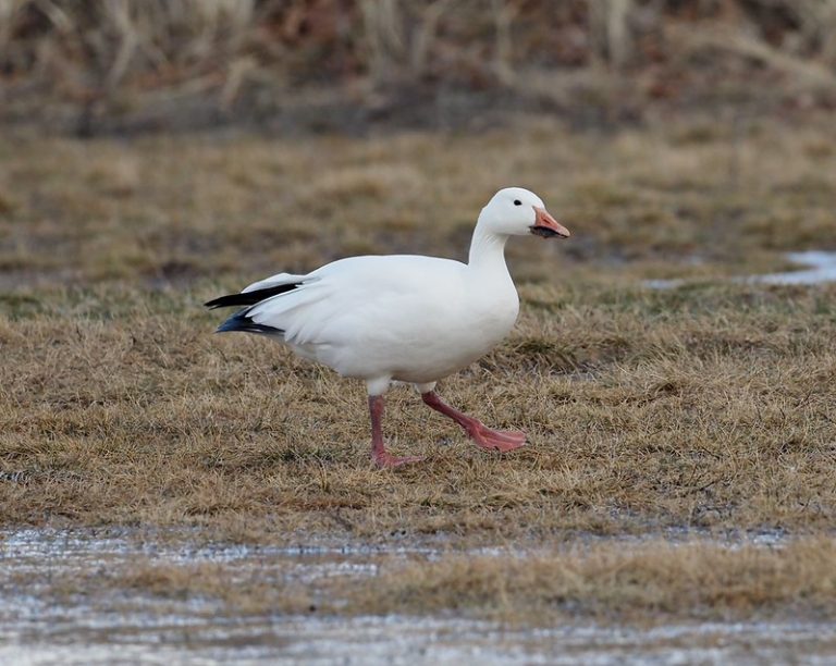 This is New Hampshire Audubon's Rare Bird Alert for Monday, January 12 ...