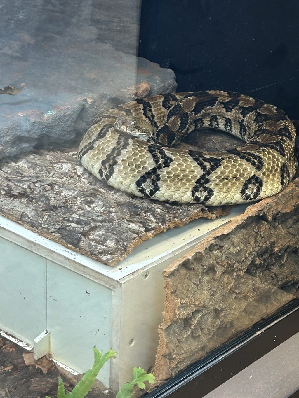 Honoring Our Ambassador Timber Rattlesnake - NH Audubon